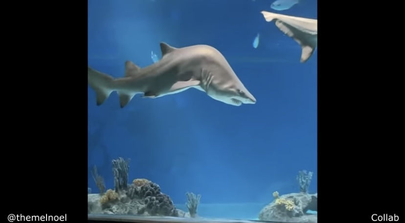 Humpback Shark & Hero Cops! - The Loftus Party