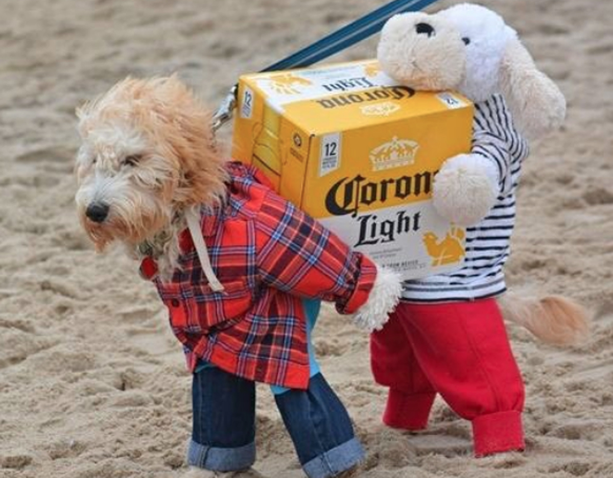 The Best Dog Costumes from Halloween