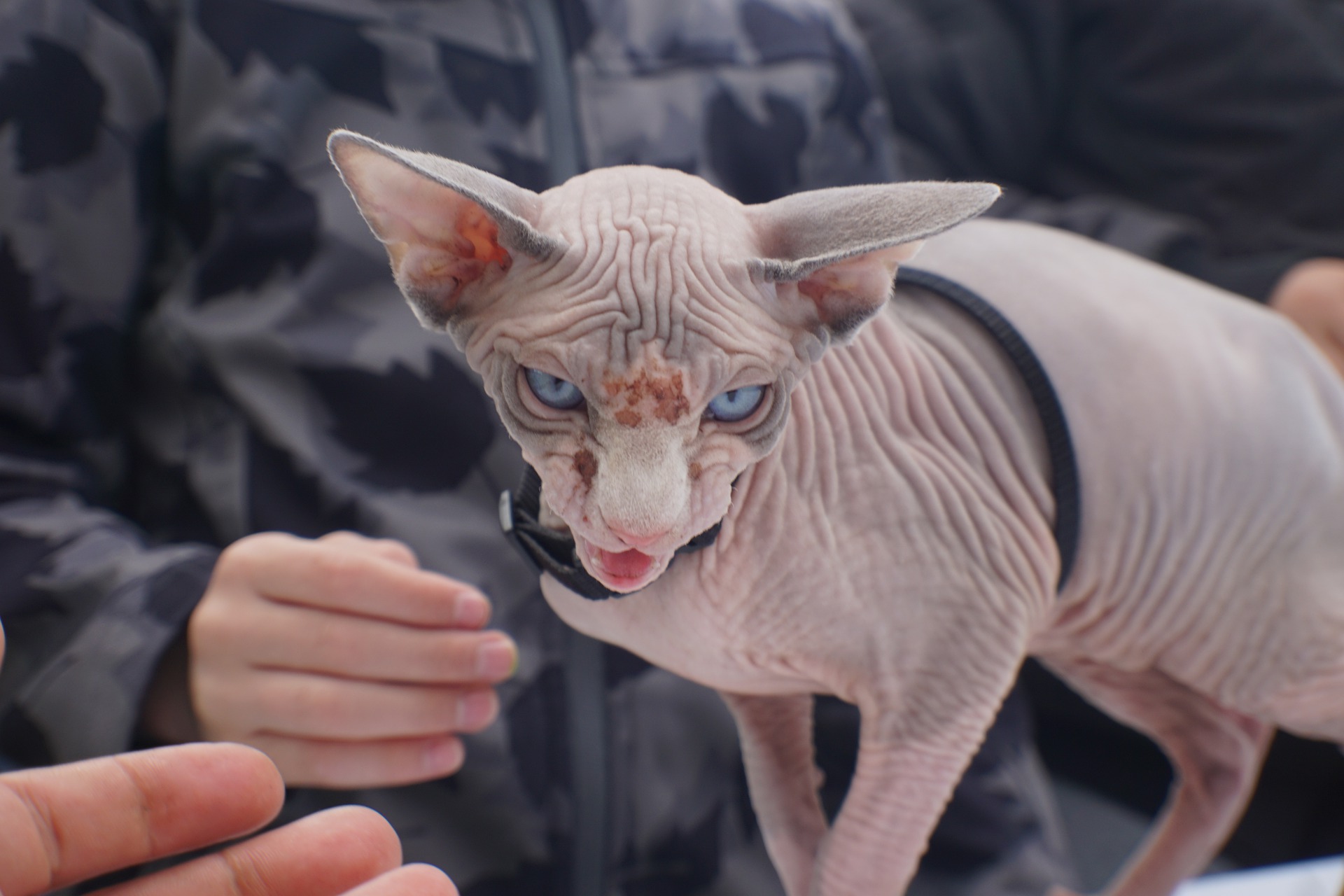 Woman on Flight Won't Stop Breastfeeding Her Hairless Cat - The Loftus ...
