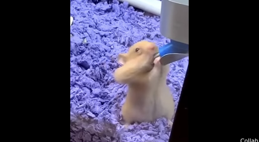 Pretty Sure This Hamster Has Done This Before. - The Loftus Party